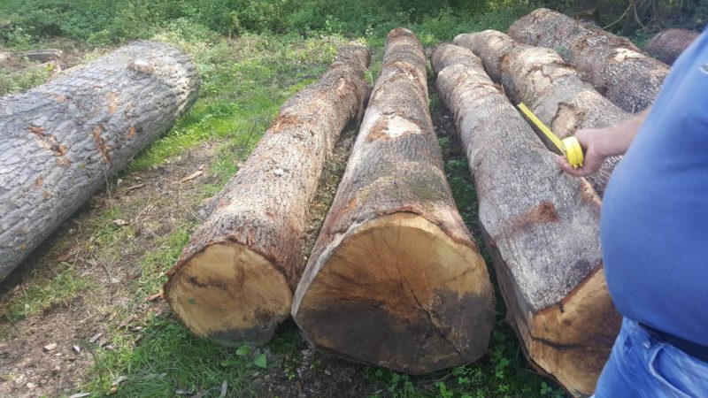 Red oak logs | oak wood logs - Mijatovic Ltd wood supplier