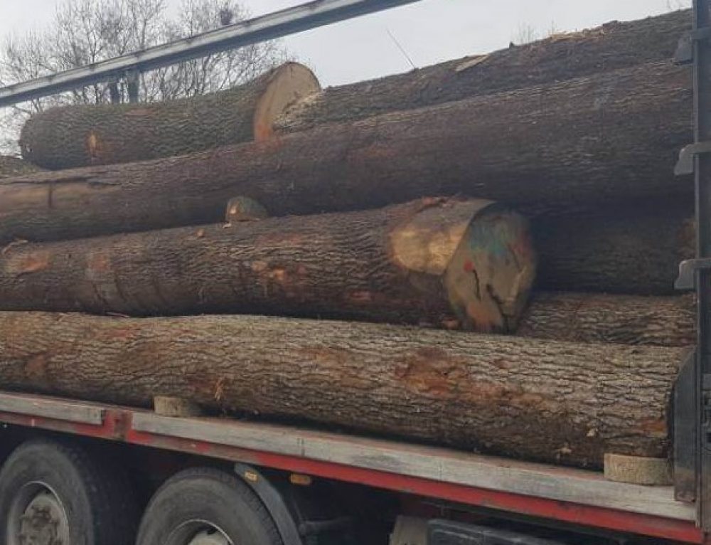 European beech lumber - Mijatovic Ltd wood supplier